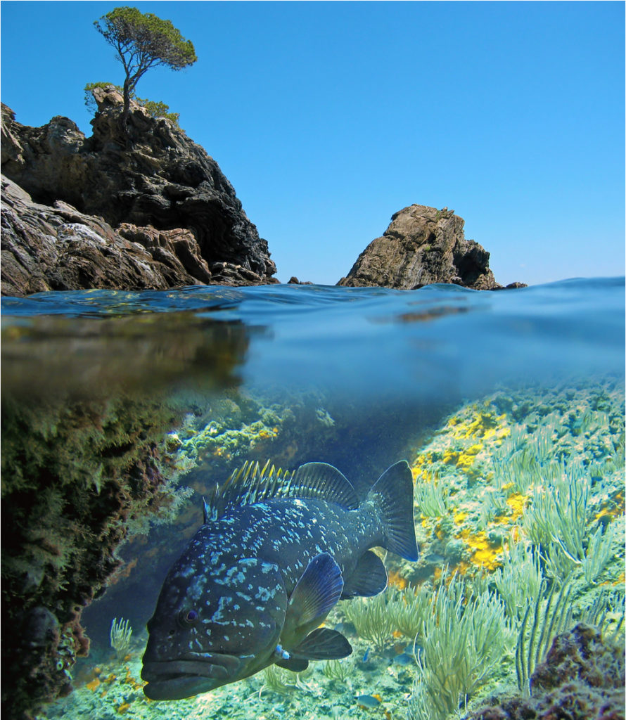 A day in the wild – the Medes islands