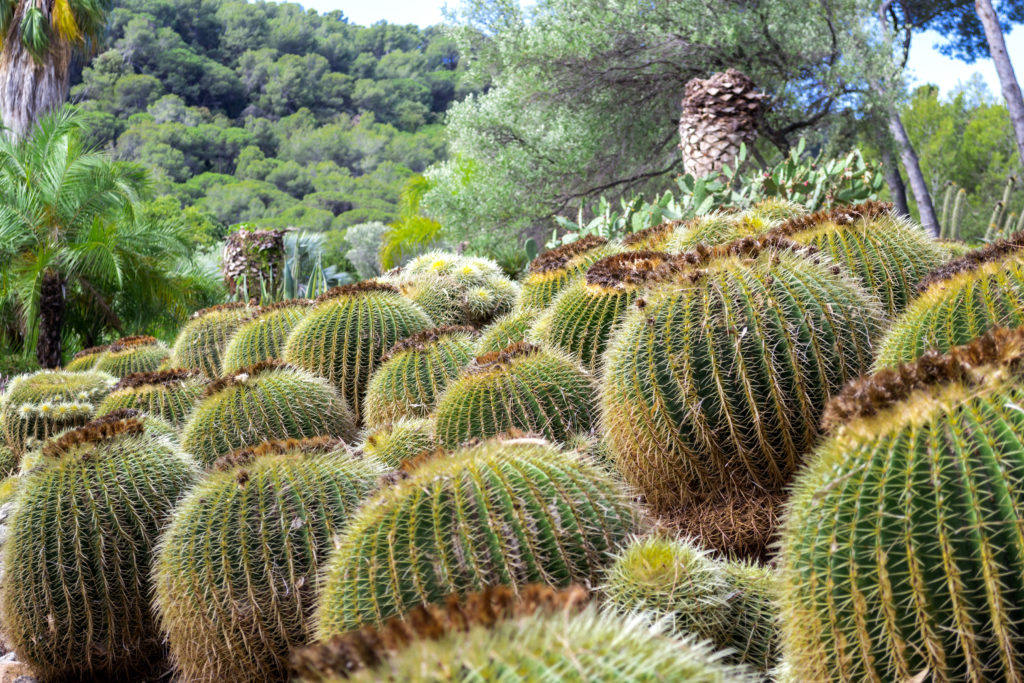The botanic gardens of Pinya de Rosa and Marimurtra